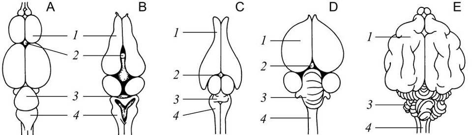 mozak - Hrvatska enciklopedija